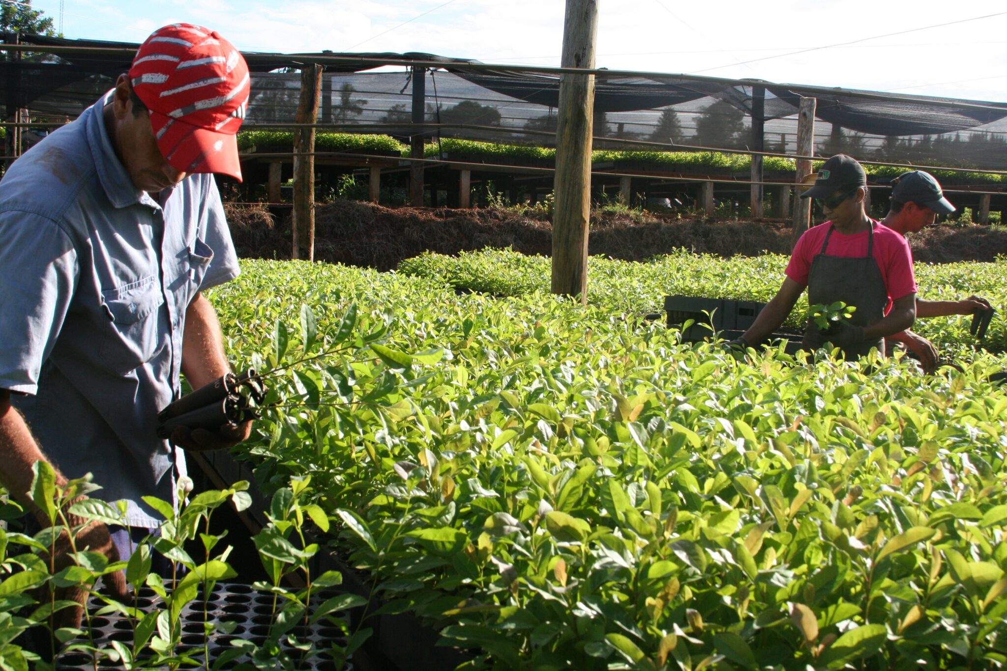 De Corrientes a Misiones por la ruta de la yerba mate - El Enviador